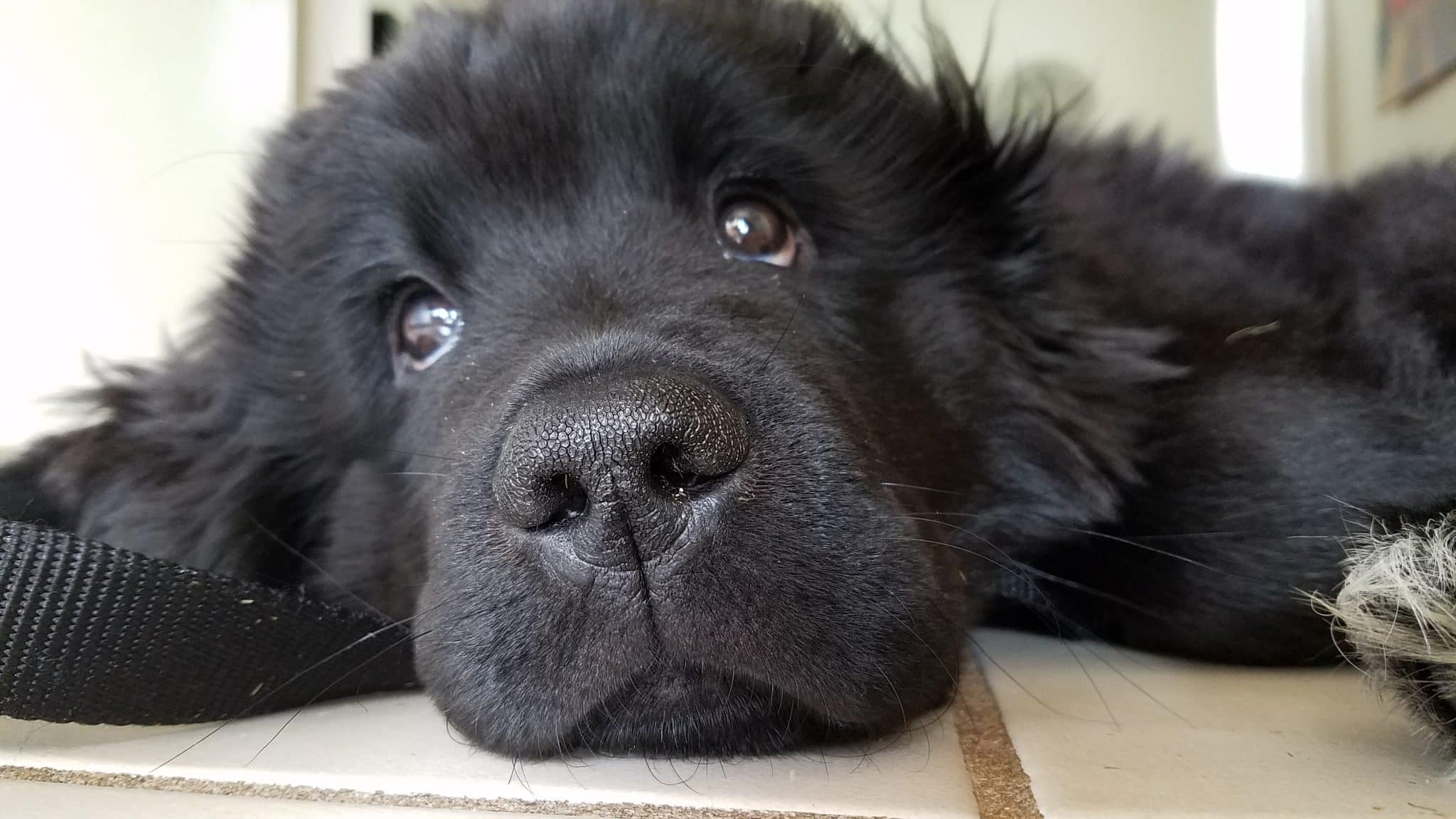 Unleash the Lens: 3 Quick Hacks for Instantly Better Newfoundland Dog Photography Pics | Newf ...