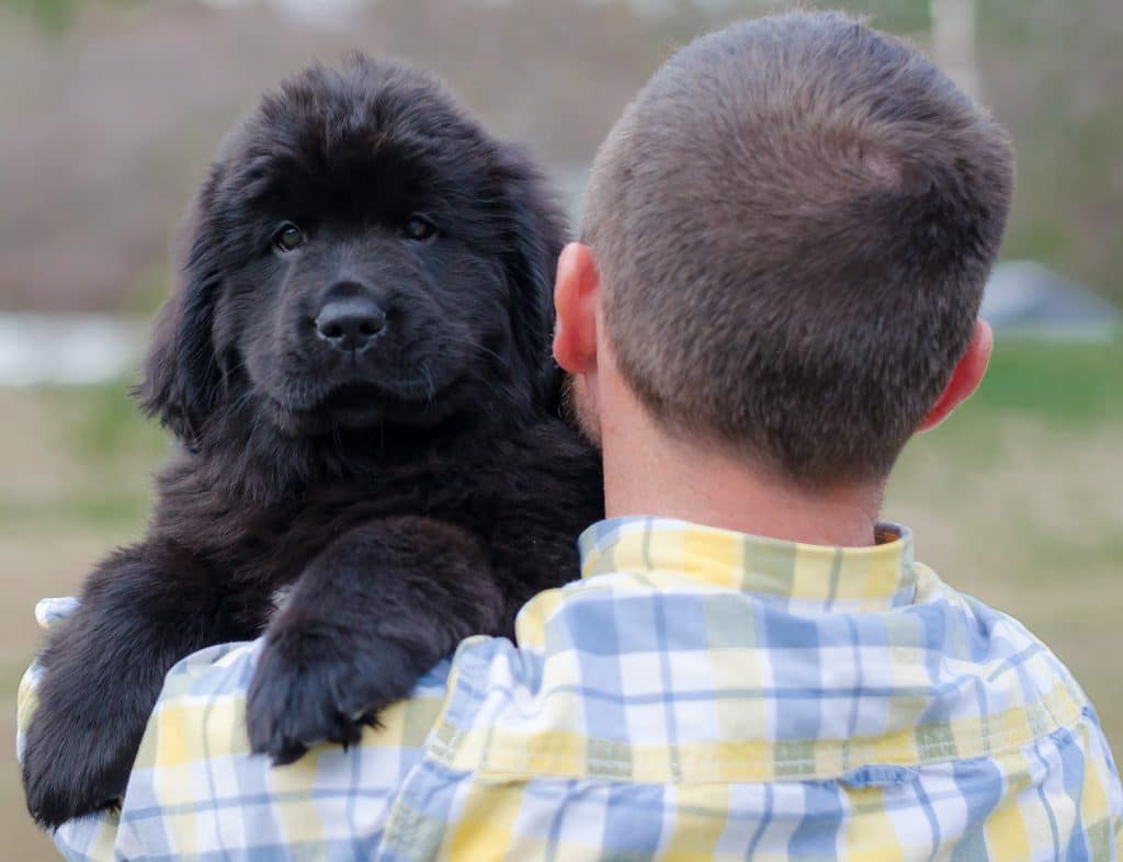 Unleash the Lens: 3 Quick Hacks for Instantly Better Newfoundland Dog ...