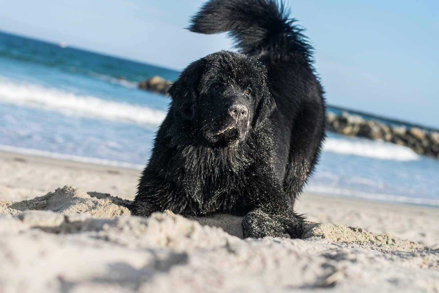 Unleash the Lens: 3 Quick Hacks for Instantly Better Newfoundland Dog ...