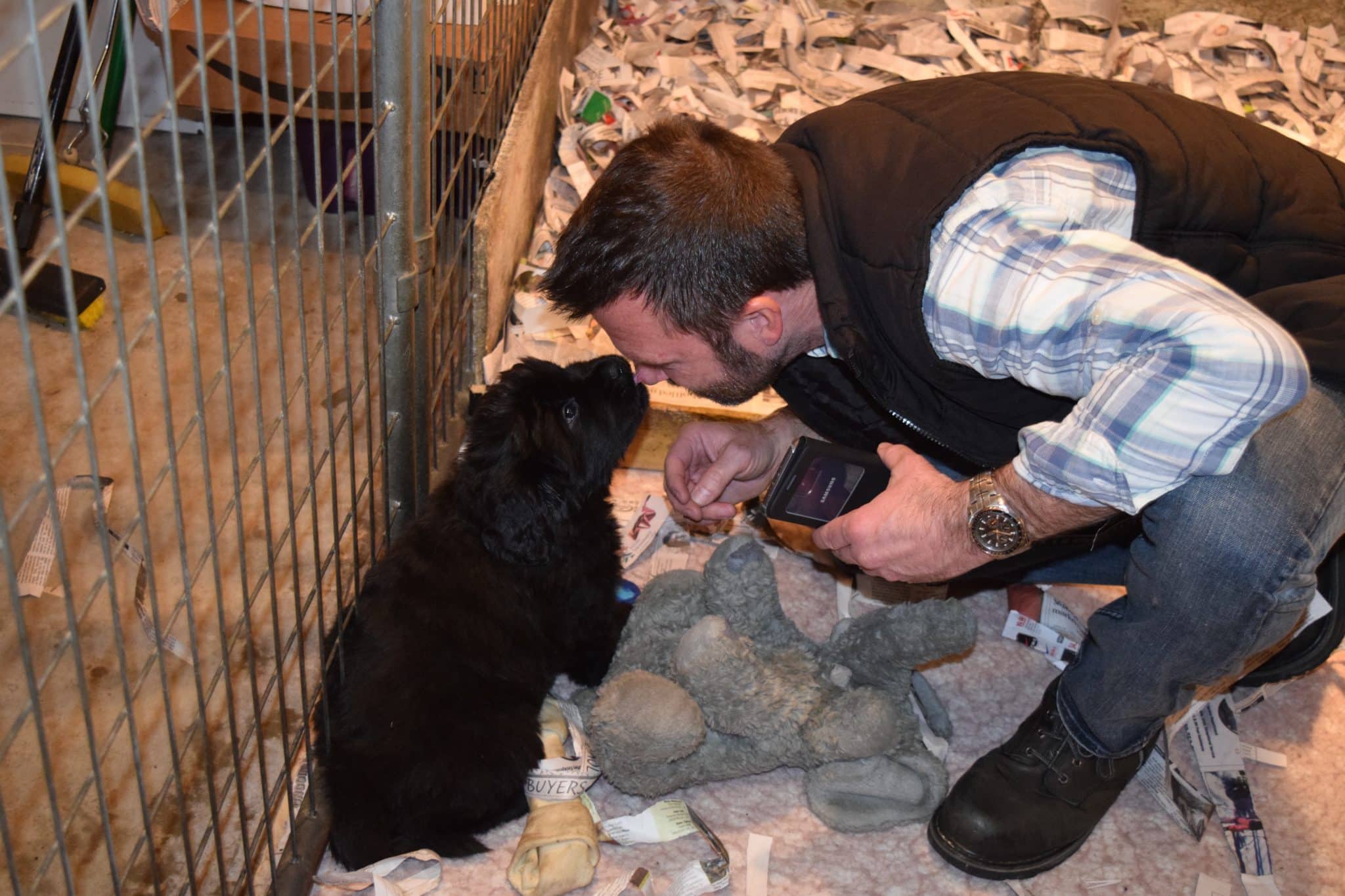 Unleash the Lens: 3 Quick Hacks for Instantly Better Newfoundland Dog ...