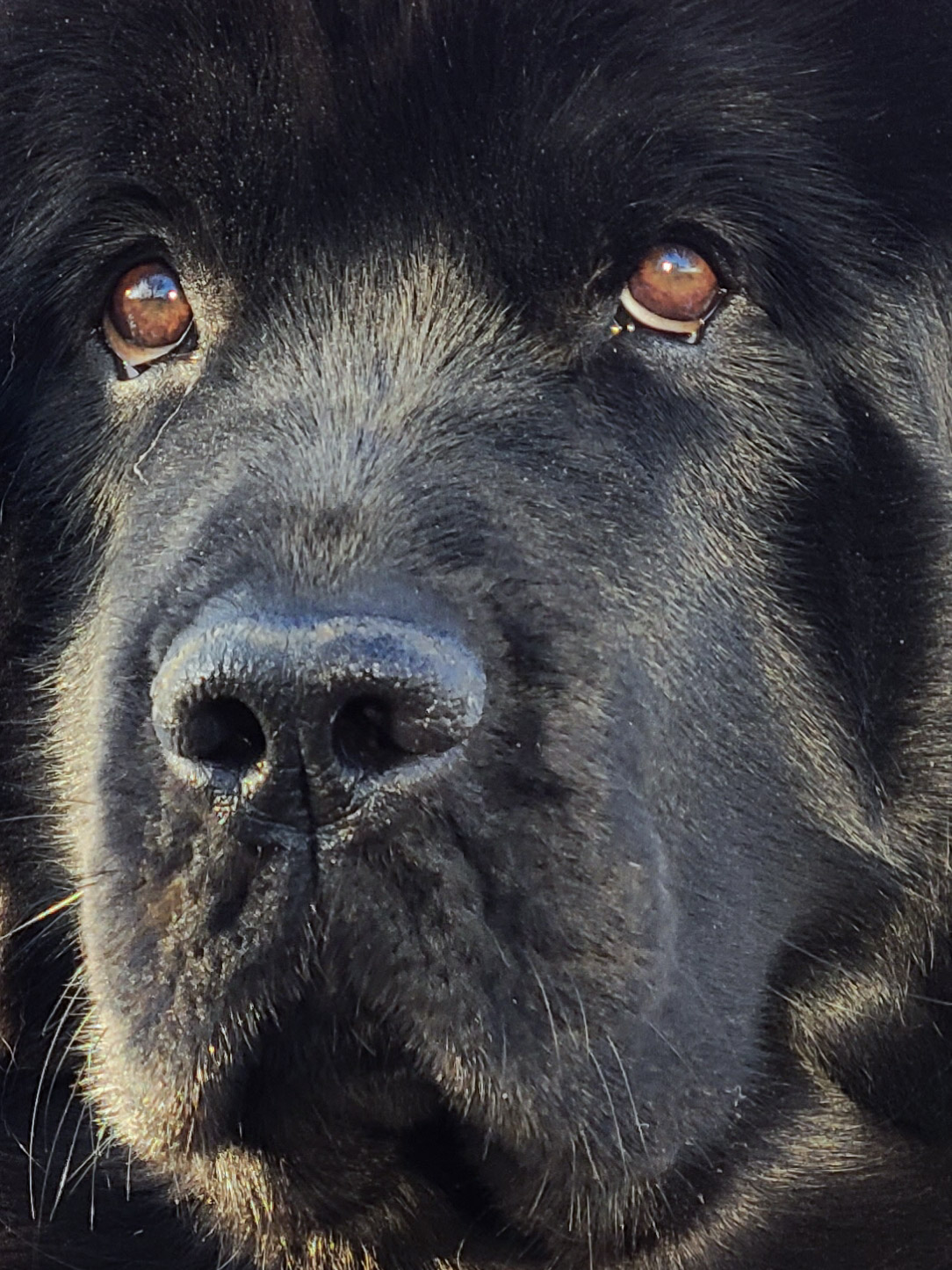 Unleash the Lens: 3 Quick Hacks for Instantly Better Newfoundland Dog ...